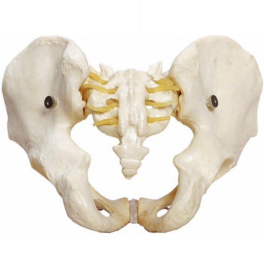 Esqueleto Pélvico Masculino, Anatomia Pelve Masculina - Portal do Médico